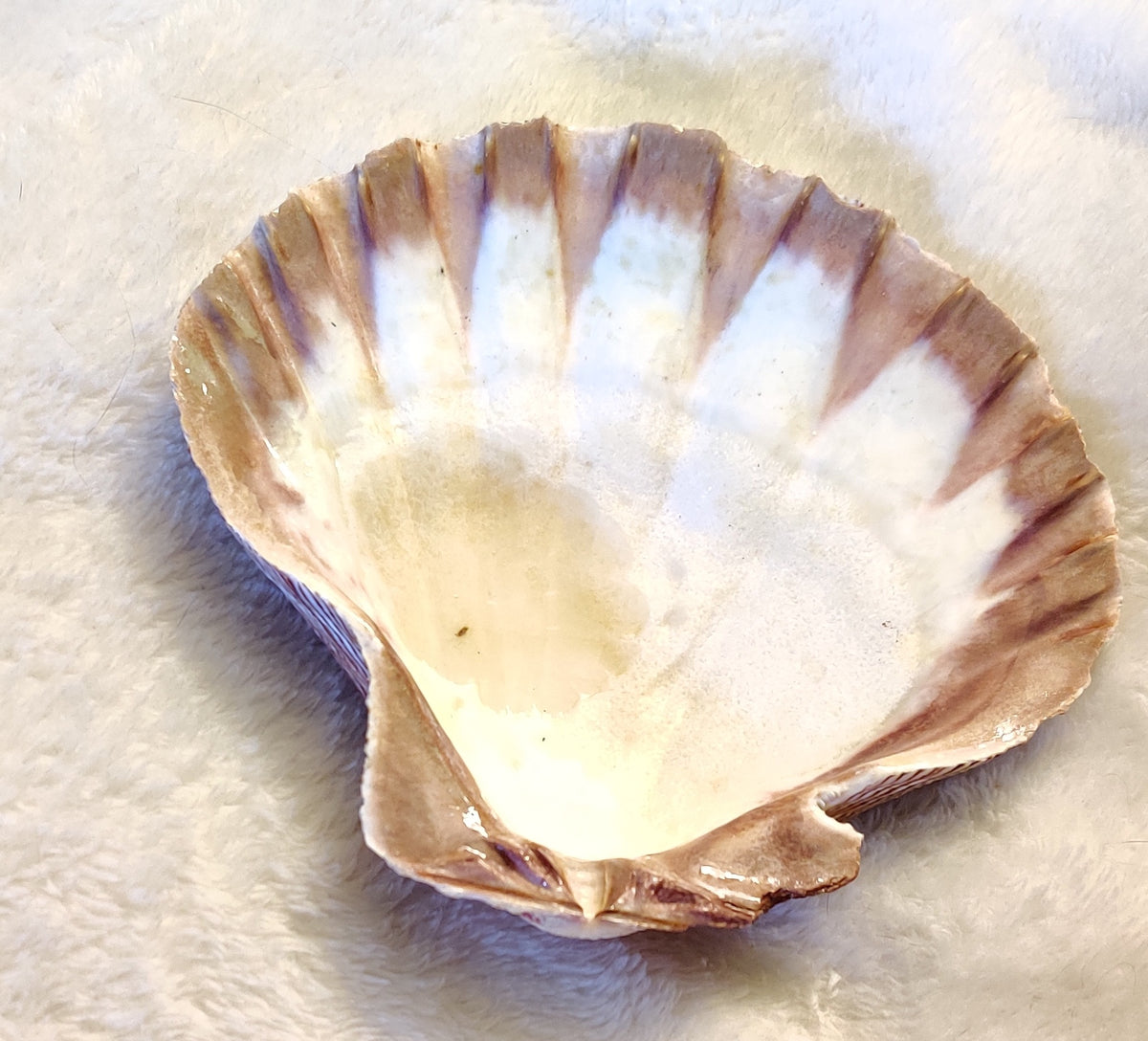 Lion Paw Shell – Rough Edges Boutique, LLC